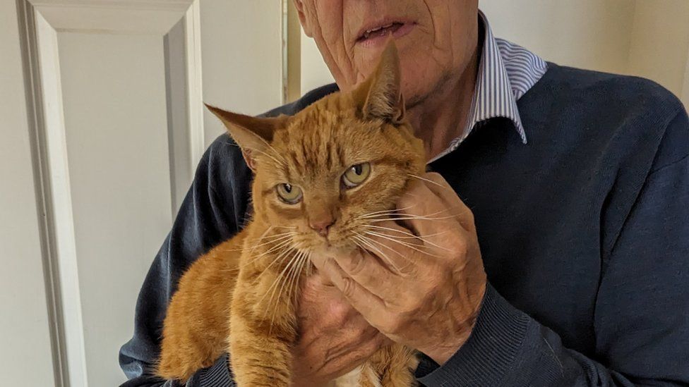 Kedleston Hall: Cat called Lucky rescued after days stuck up tree - BBC ...