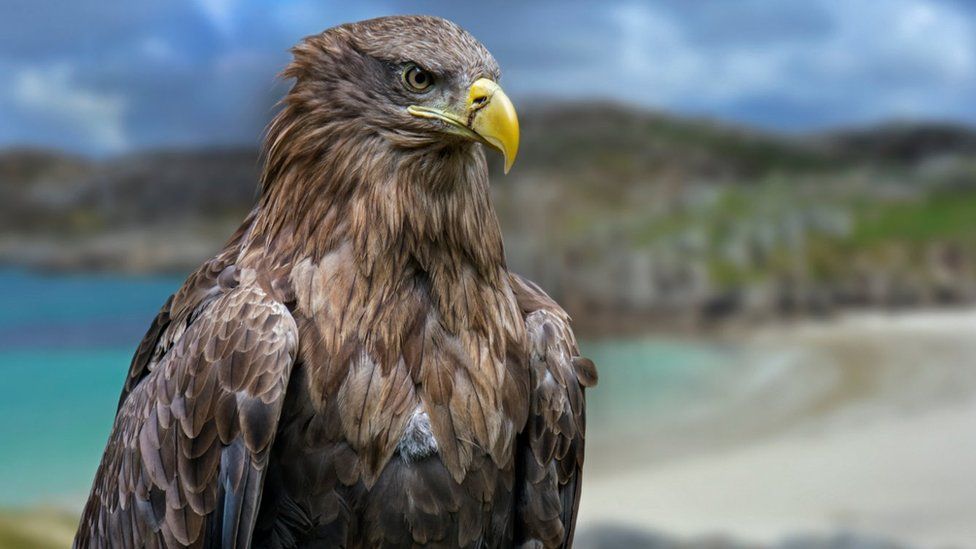 Ffermwr yn canfod 'eryr prin' yn ardal Llanuwchllyn - BBC Cymru Fyw