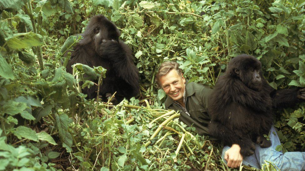Sir David Attenborough turns CBeebies storyteller - BBC News