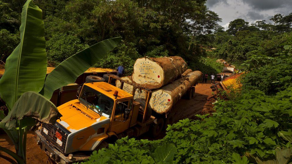 EU aid 'ineffective' against illegal logging - auditors - BBC News