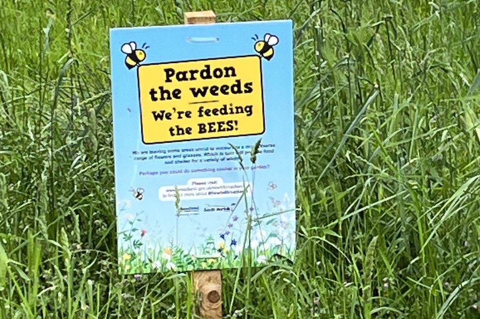 Norwich: Overgrown grass verge sparks roundabout safety fears - BBC News