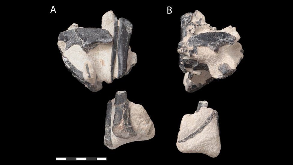 Vectidromeus insularis: New plant-eating dinosaur species found on Isle of Wight - BBC Newsround