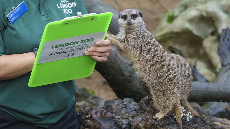 Check out these pics from the annual London Zoo stocktake 2023! - BBC ...