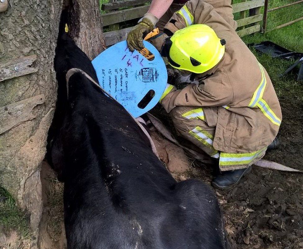 Northallerton cow with head stuck in tree released - BBC News