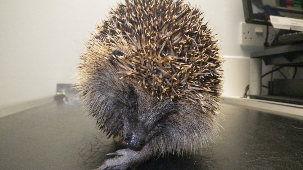 County Durham brothers jailed for kicking hedgehog to death - BBC News