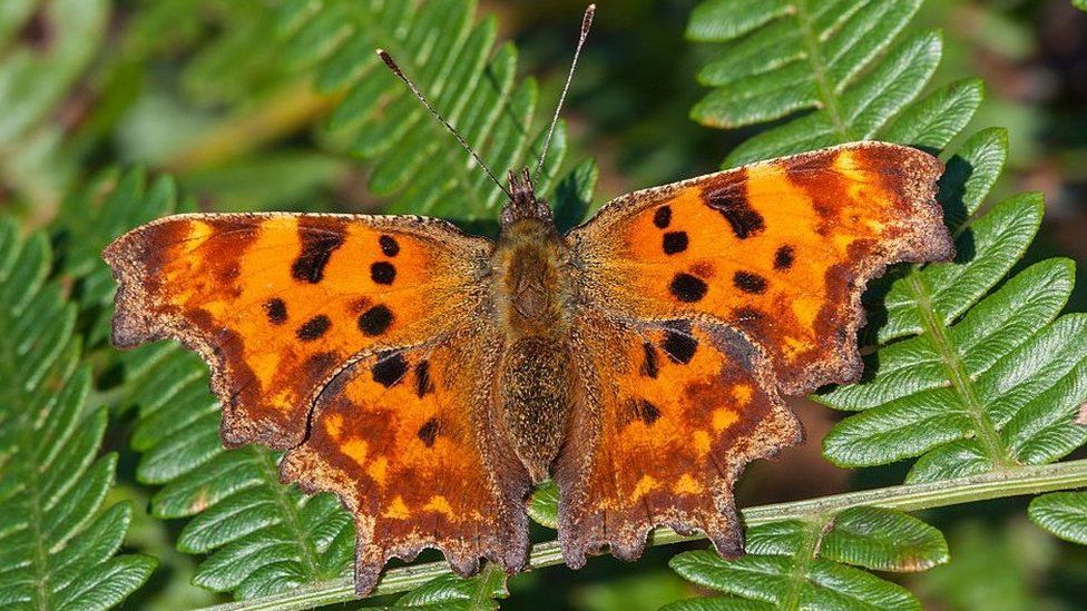 Butterflies: Decrease in population for majority of Britain's butterfly ...