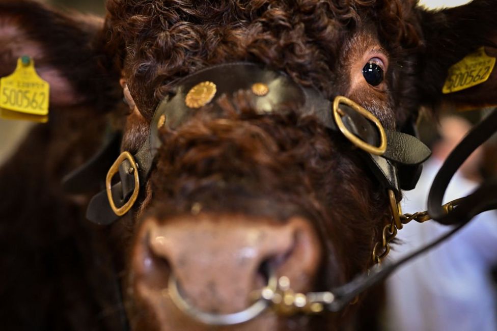 In pictures: Stirling Bull Sales - BBC News