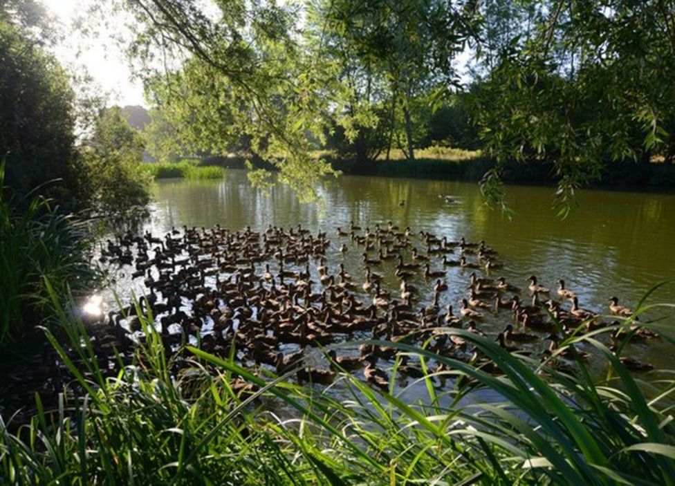 Ducks control River Glyme pondweed at Blenheim Palace - BBC News