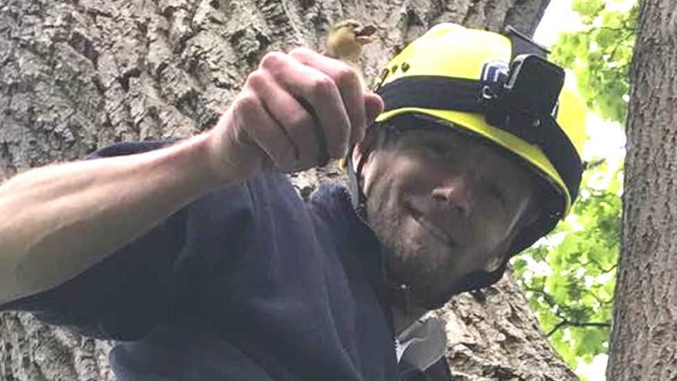 Baby ducks saved by quacking noises on phone! - BBC Newsround