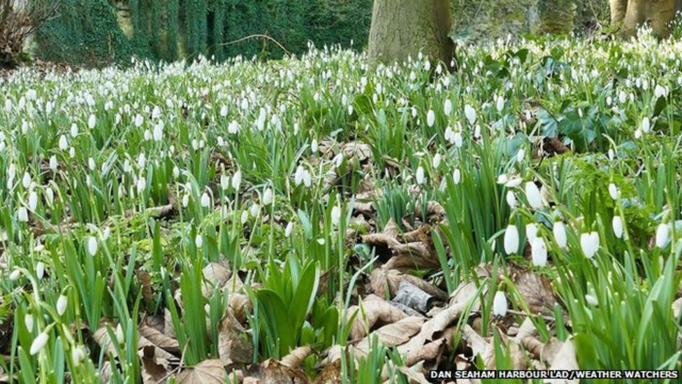 Sweet snowdrops - BBC Weather