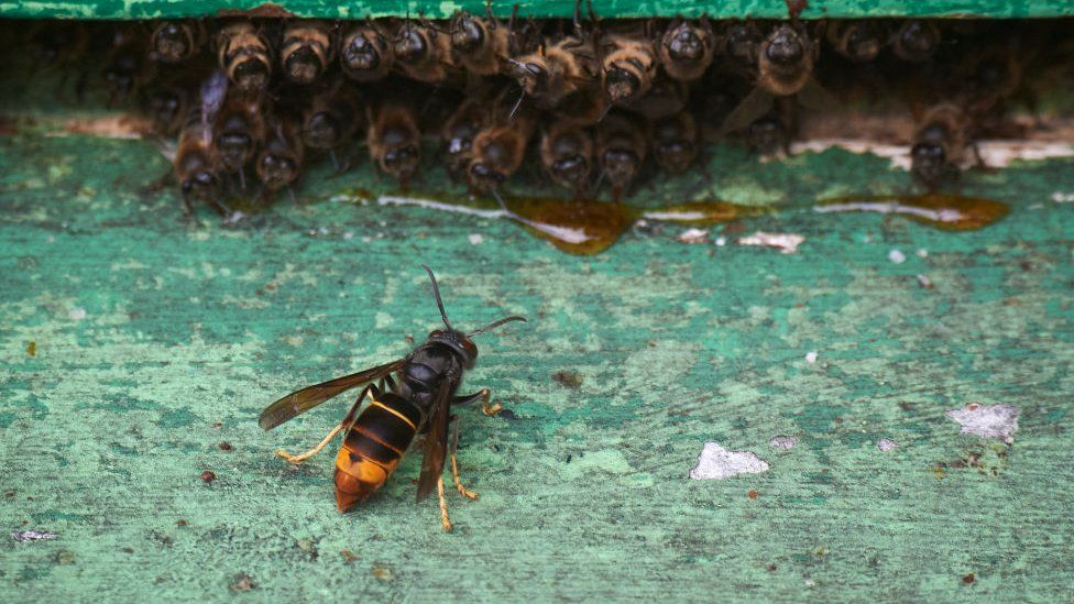 Asian hornets: What are they, and why do they threaten UK wildlife ...