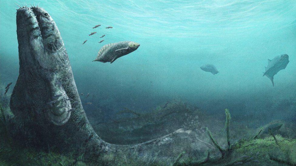 Fossils 'solve' missing evolutionary link mystery - BBC News