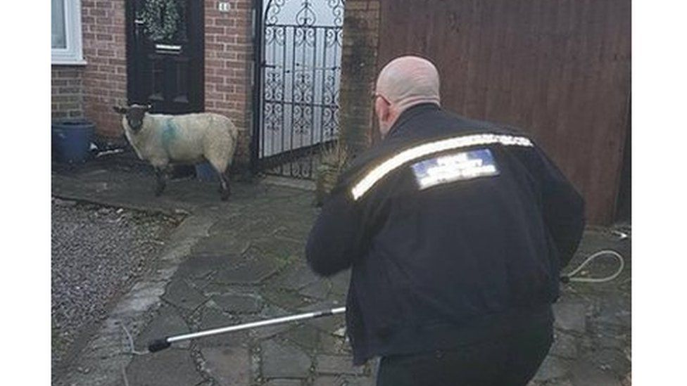 'Running amok' sheep cornered by cops in Plympton - BBC News