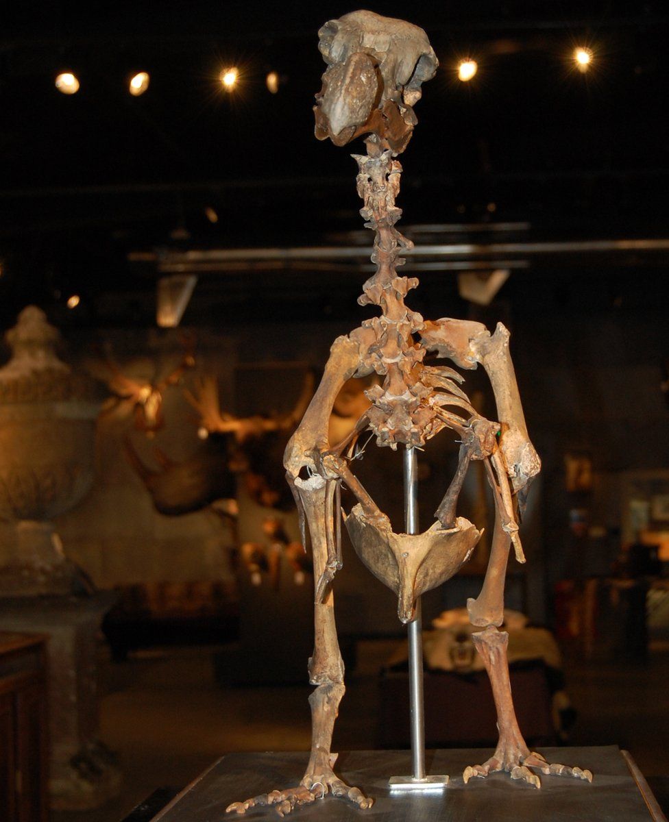 'Once ever' dodo auction inspires excitement and envy - BBC News