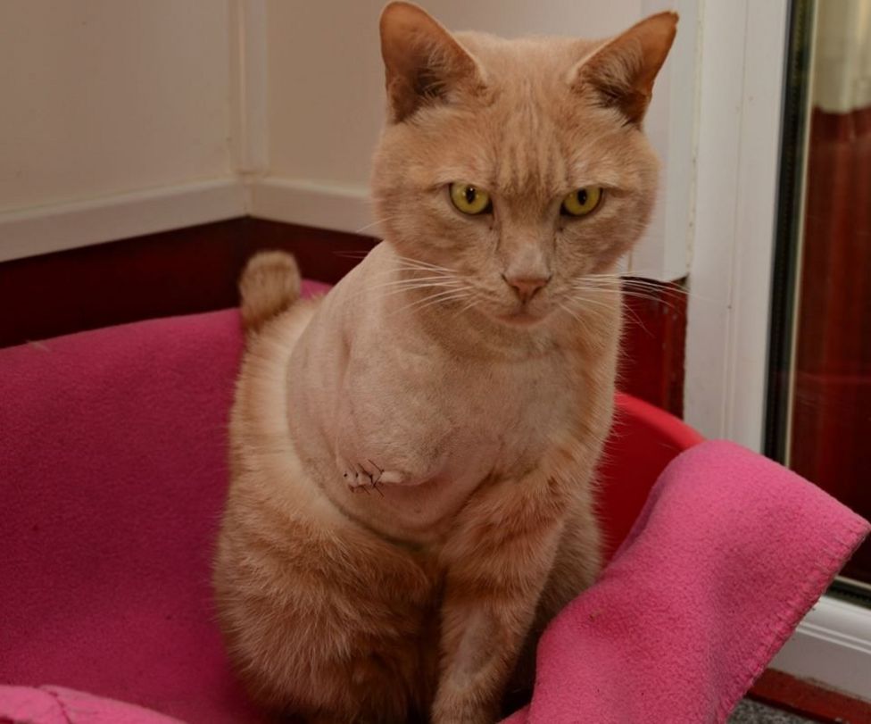 St Blazey shotgun attack cat has leg amputated - BBC News