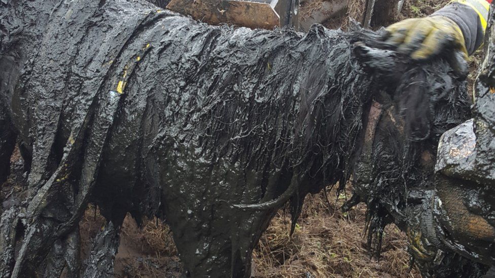 Shetland pony rescued from slurry pit in Cornwall - BBC News