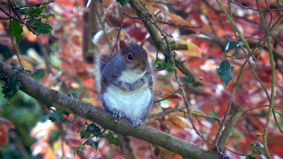 Young Mammal Photographer of the Year competition - BBC Newsround