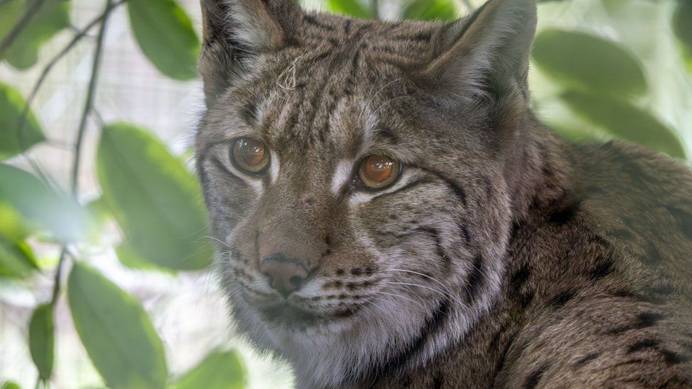 Dartmoor Zoo welcomes 'beautiful' Lynx from Germany - BBC News