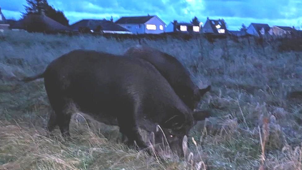 Silloth pigs: Feral animals on the loose in seaside town - BBC News