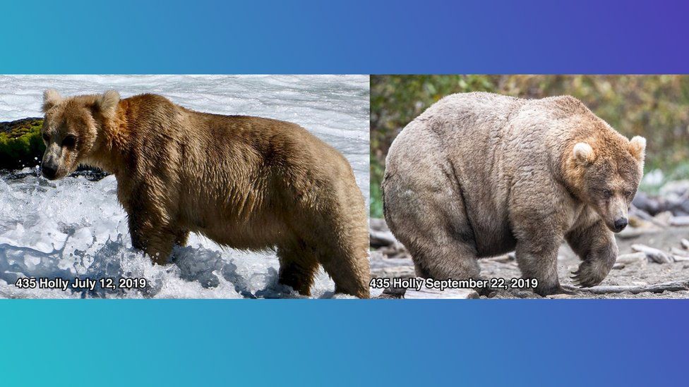 'Supermom' bear crowned 'Fat Bear Week' champion - BBC Newsround