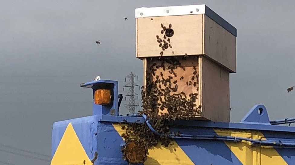 Bees rescued from Port of Newport crane - BBC News