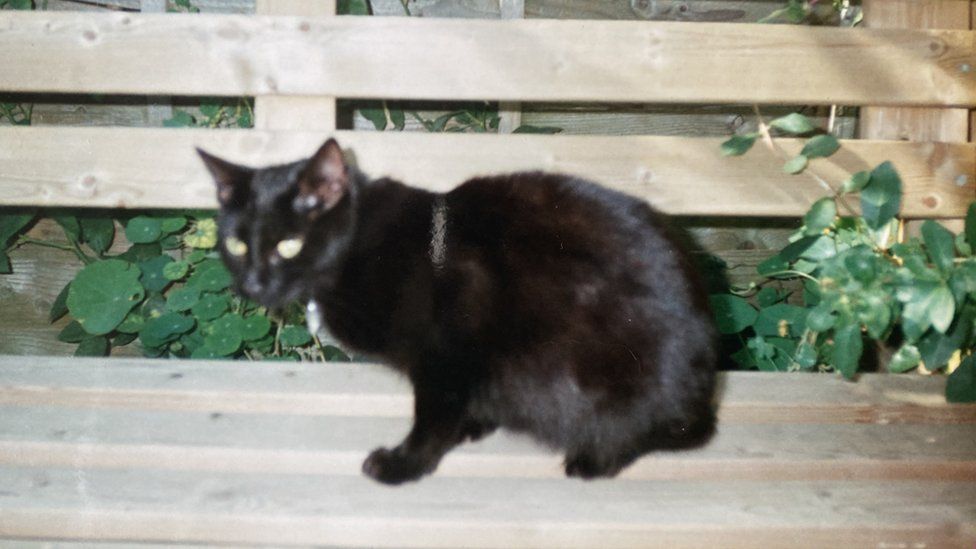 Cat killer fears in Elm after pet's 'brutal' mutilation - BBC News