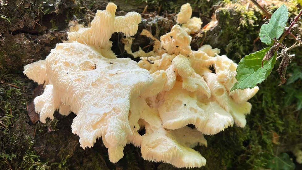 Rufford Colliery: Rare fungus found in England for first time - BBC News
