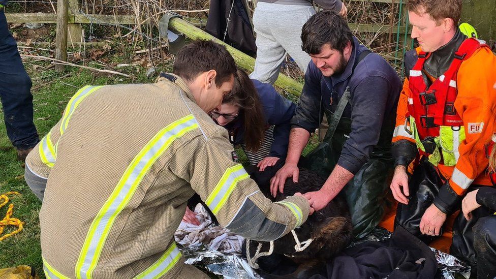 Hertford: Firefighters rescue calf stuck overnight in flooded tunnel ...
