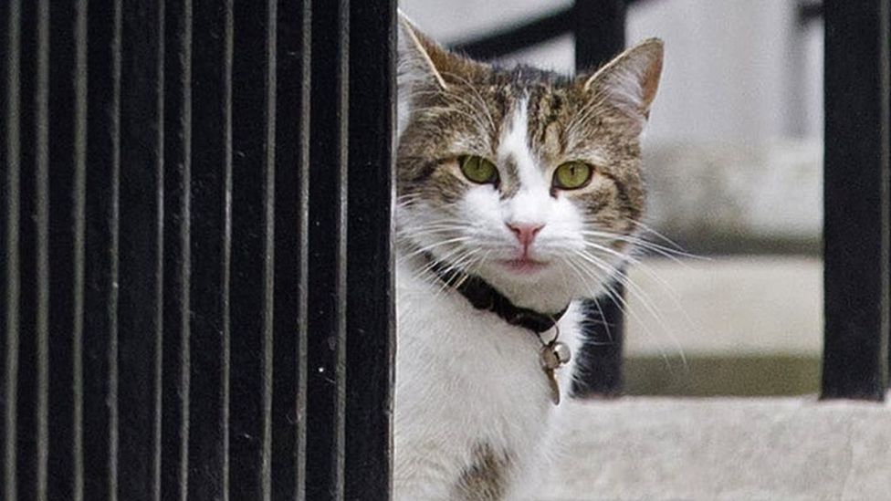 Larry the cat celebrates 10 years at Downing Street - BBC Newsround