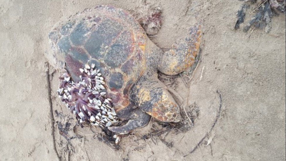 Endangered loggerhead turtle washes up in Scotland - BBC News