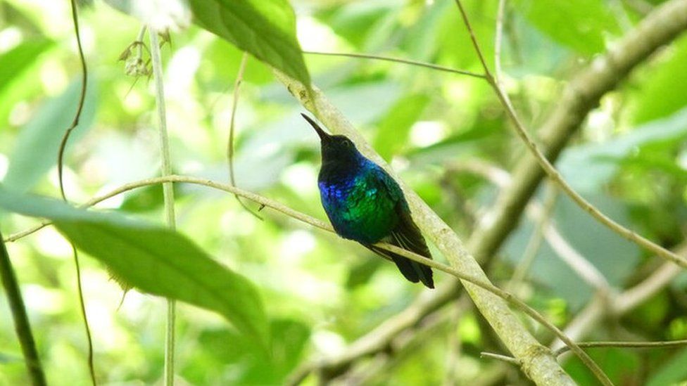 Rare hummingbird thought to be extinct rediscovered in Colombia - BBC ...