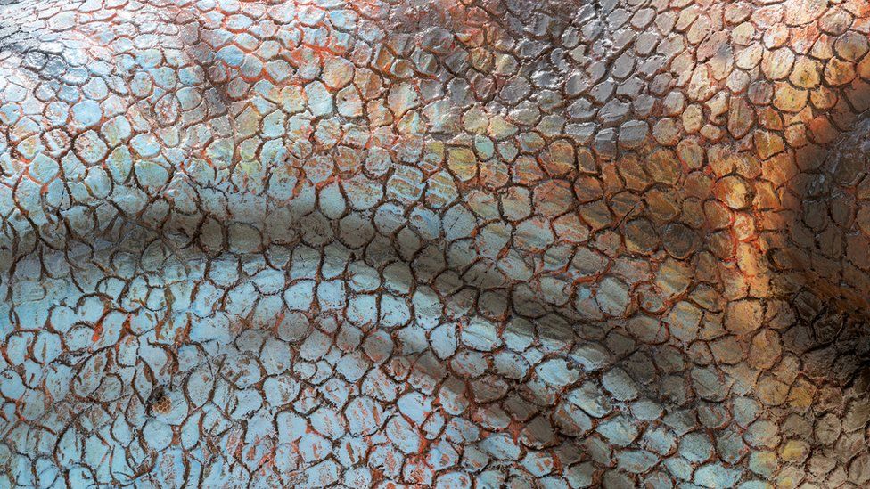 In the 200 years since the first dinosaur was named what have we ...