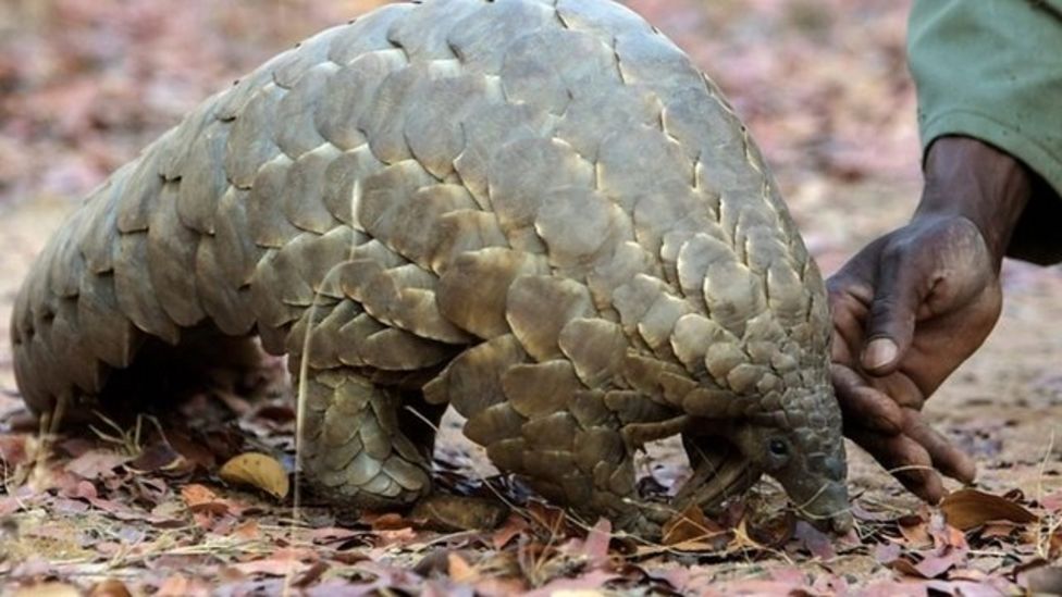 Pangolins: Hong Kong finds 'record' haul of scales in shipping ...