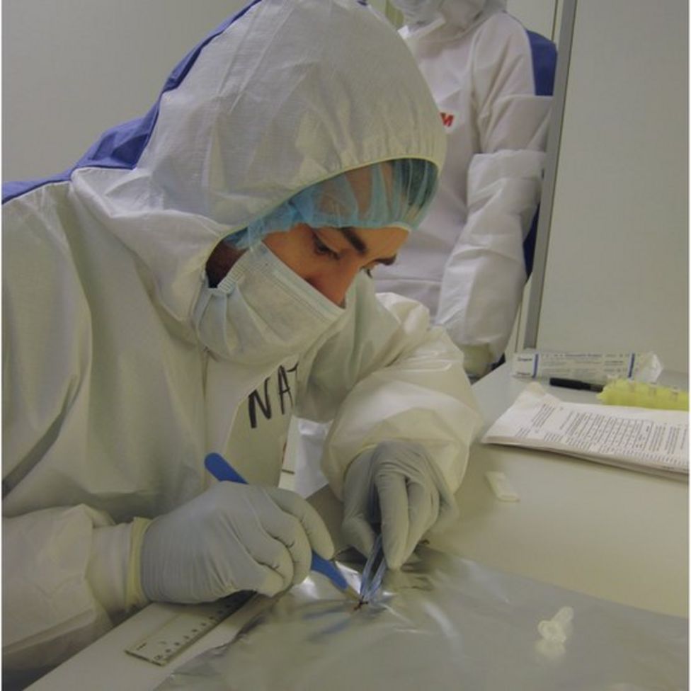 Ancient corn cob shows how maize conquered the world - BBC News