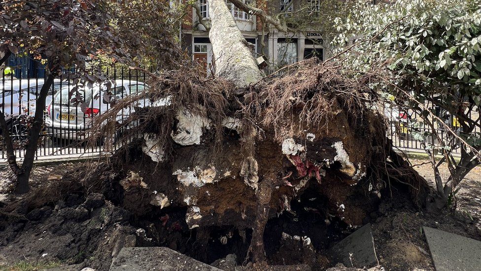 Roads shut as huge tree falls on building in Soho Square - BBC News