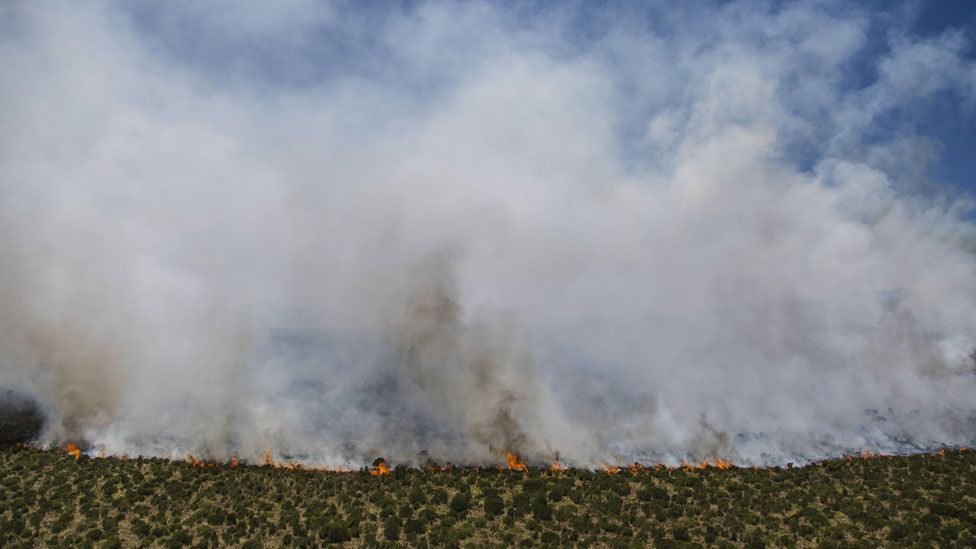 Mount Kenya wildfire: Marijuana farmers blamed - BBC News