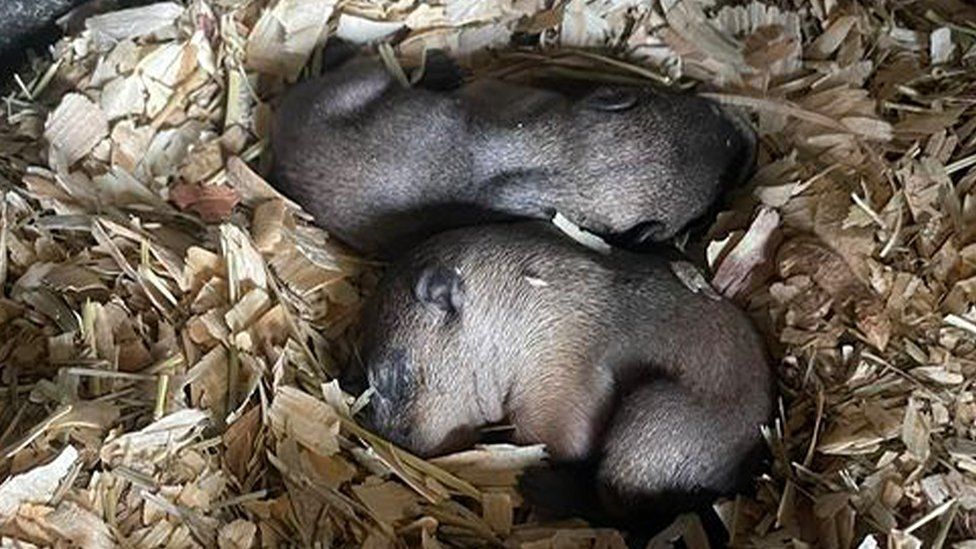 Punxsutawney Phil: Famous groundhog fathers two pups, called Sunny and ...