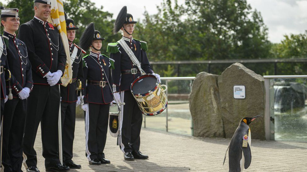 Sir Nils Olav III penguin at Edinburgh Zoo gets promotion and guard of ...