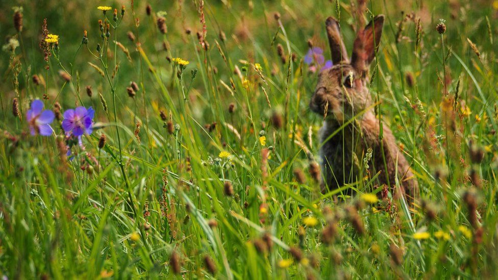 Lluniau: Bywyd gwyllt Caerdydd a'r Fro - BBC Cymru Fyw