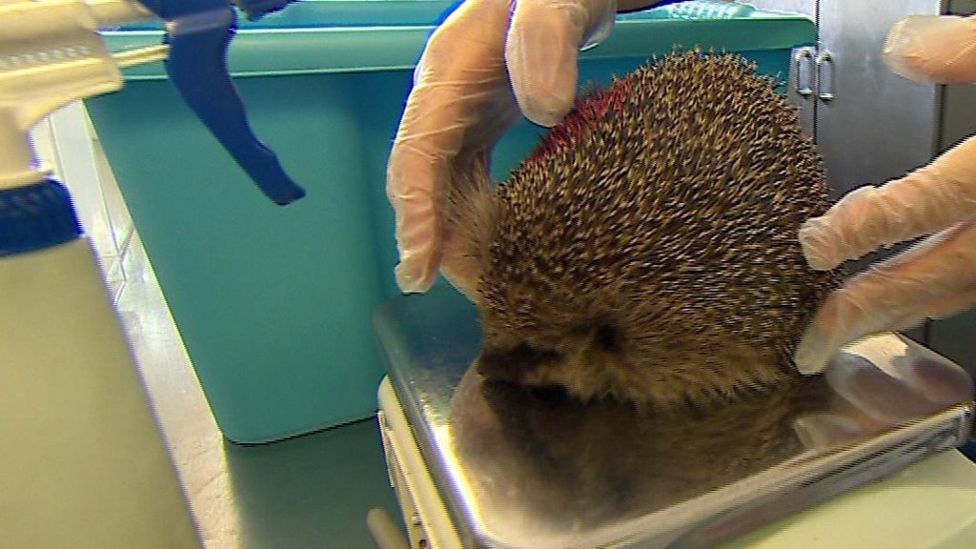 Baby hedgehogs 'crying for dead mother' in dog attack - BBC News