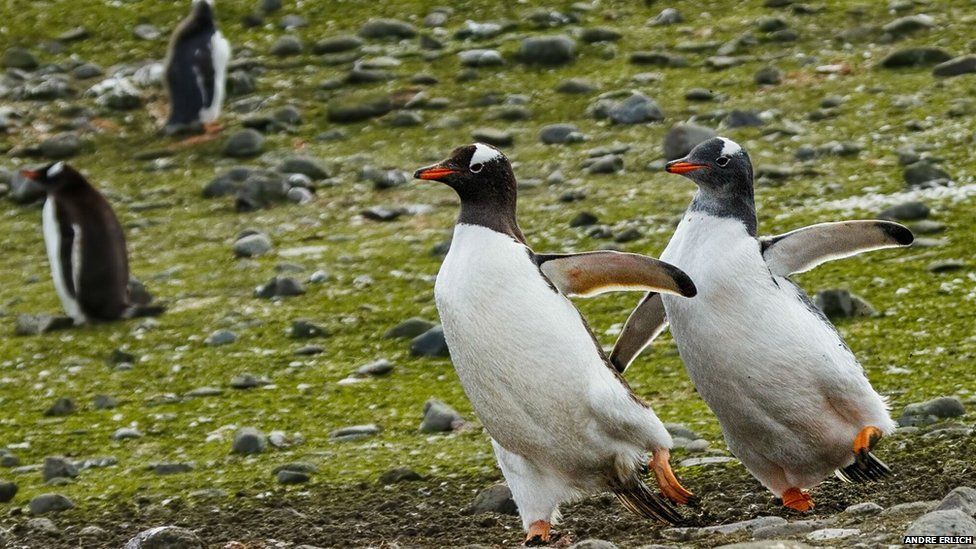 Comedy Wildlife Photography Awards: Animals in funny poses to make you ...