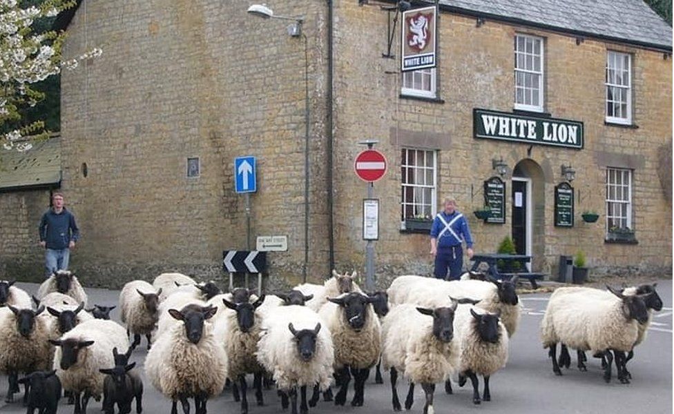 Dorset pub campaigner shortlisted for posthumous award - BBC News