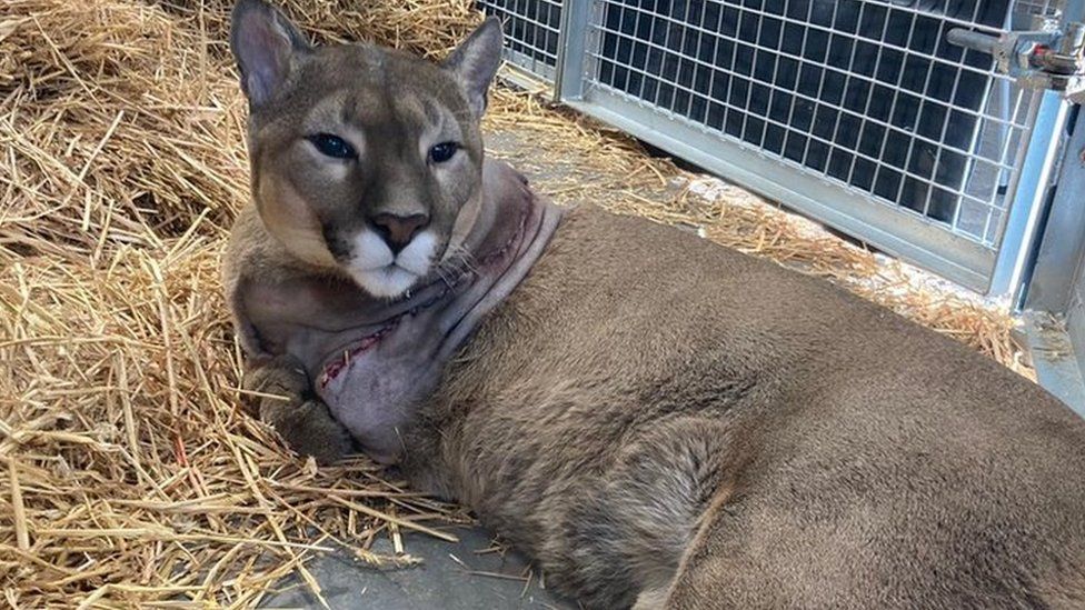 Disabled East Yorkshire dog gets new prosthetic front legs - BBC News