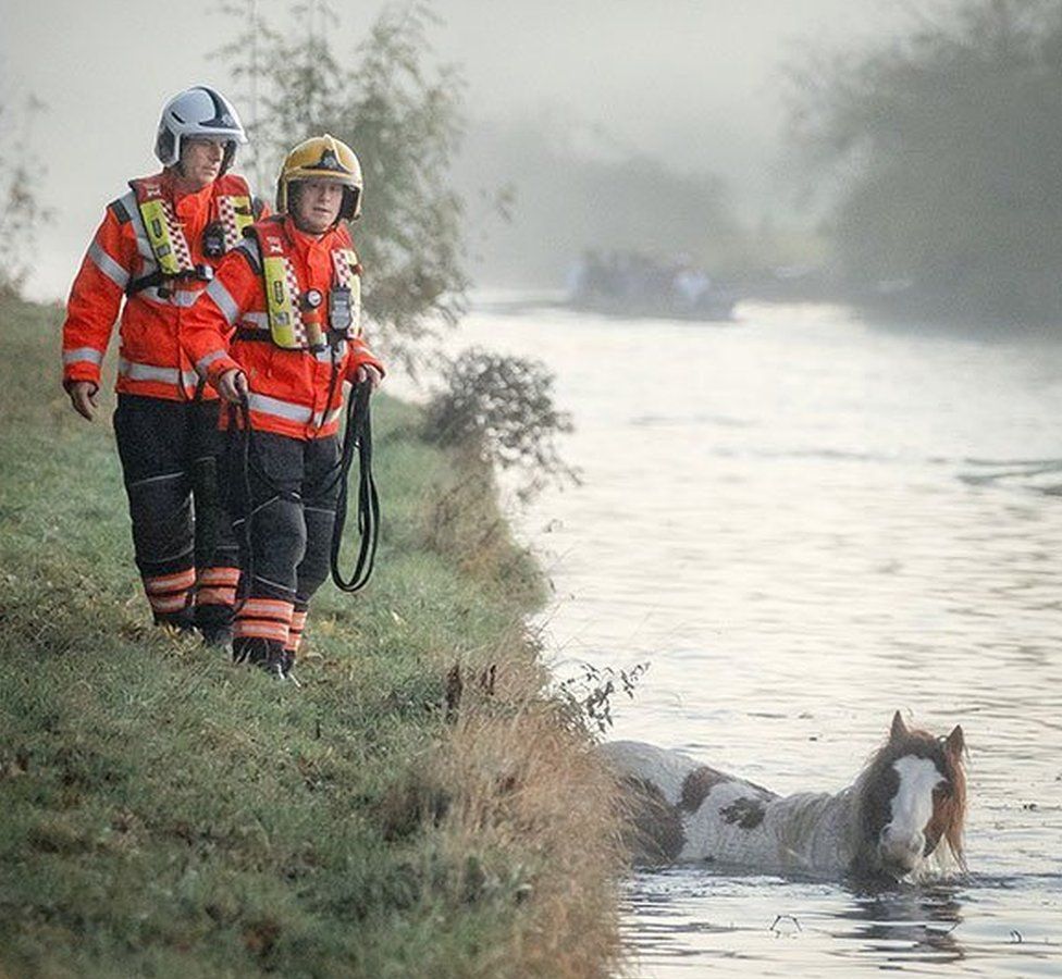 Cambridgeshire fire crews rescue pony trapped in River Cam - BBC News