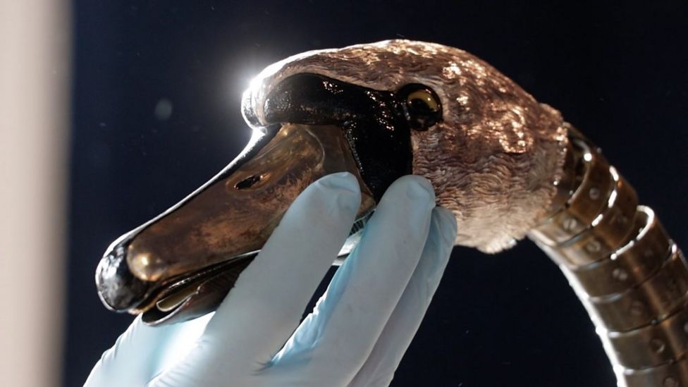 Bowes Museum: Silver Swan performs for first time in three years - BBC News