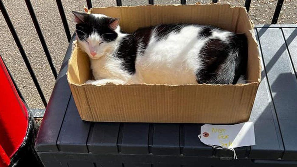 King's Lynn falls for 'Dave the Community Cat' - BBC News
