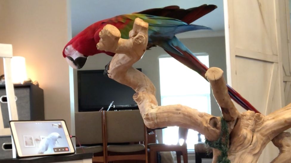Parrots: Video calling could help lonely pet parrots - BBC Newsround