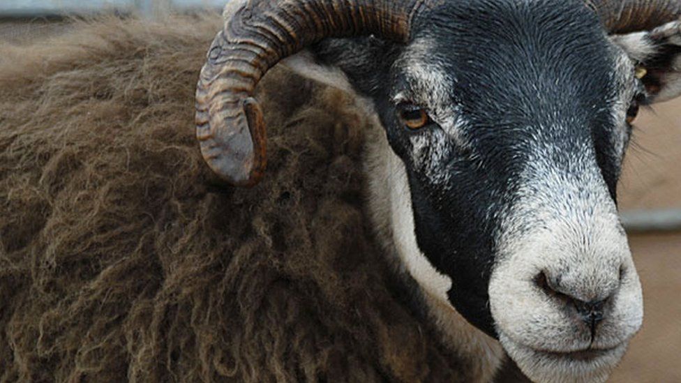 New tracking technology battles sheep rustling in Scottish farms - BBC News