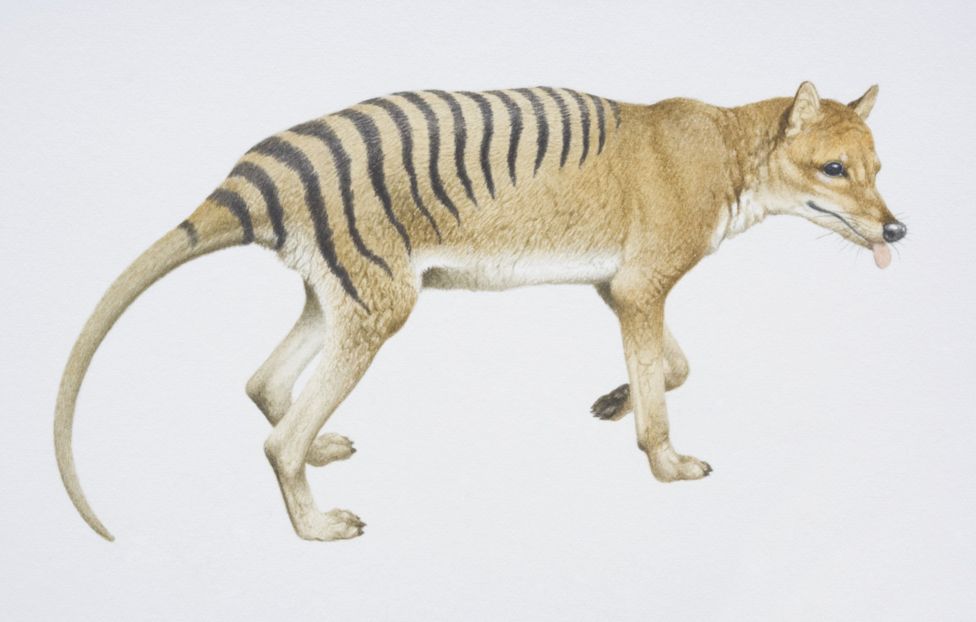 Thylacine: Scientists' plan to bring extinct Tasmanian 'tiger' back to ...