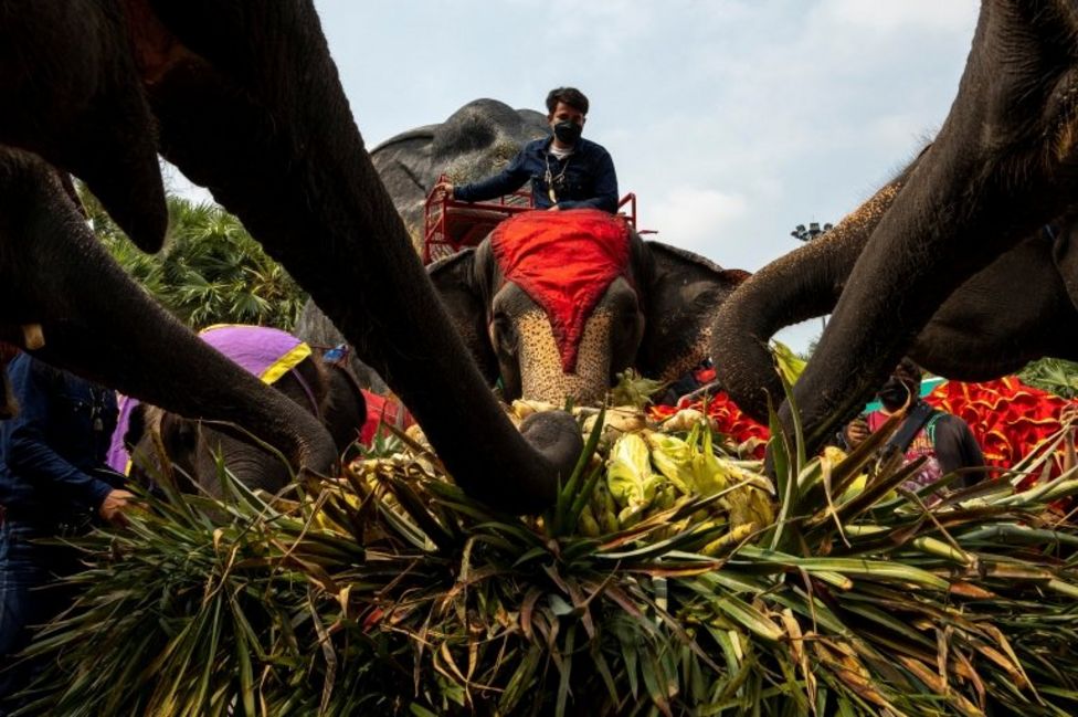 Check out this huge elephant banquet! - BBC Newsround